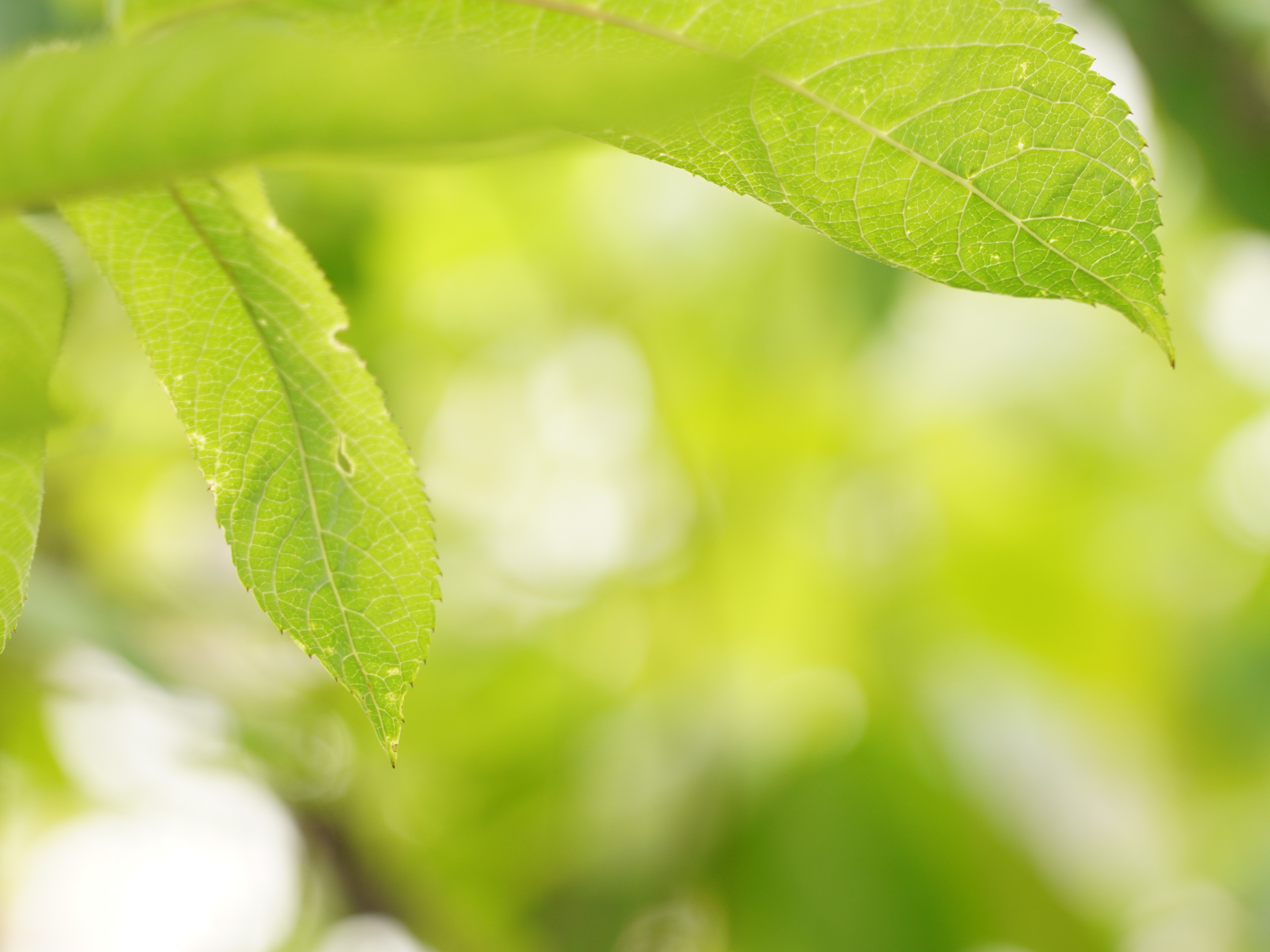 初夏_MUMU木木yt-站酷ZCOOL