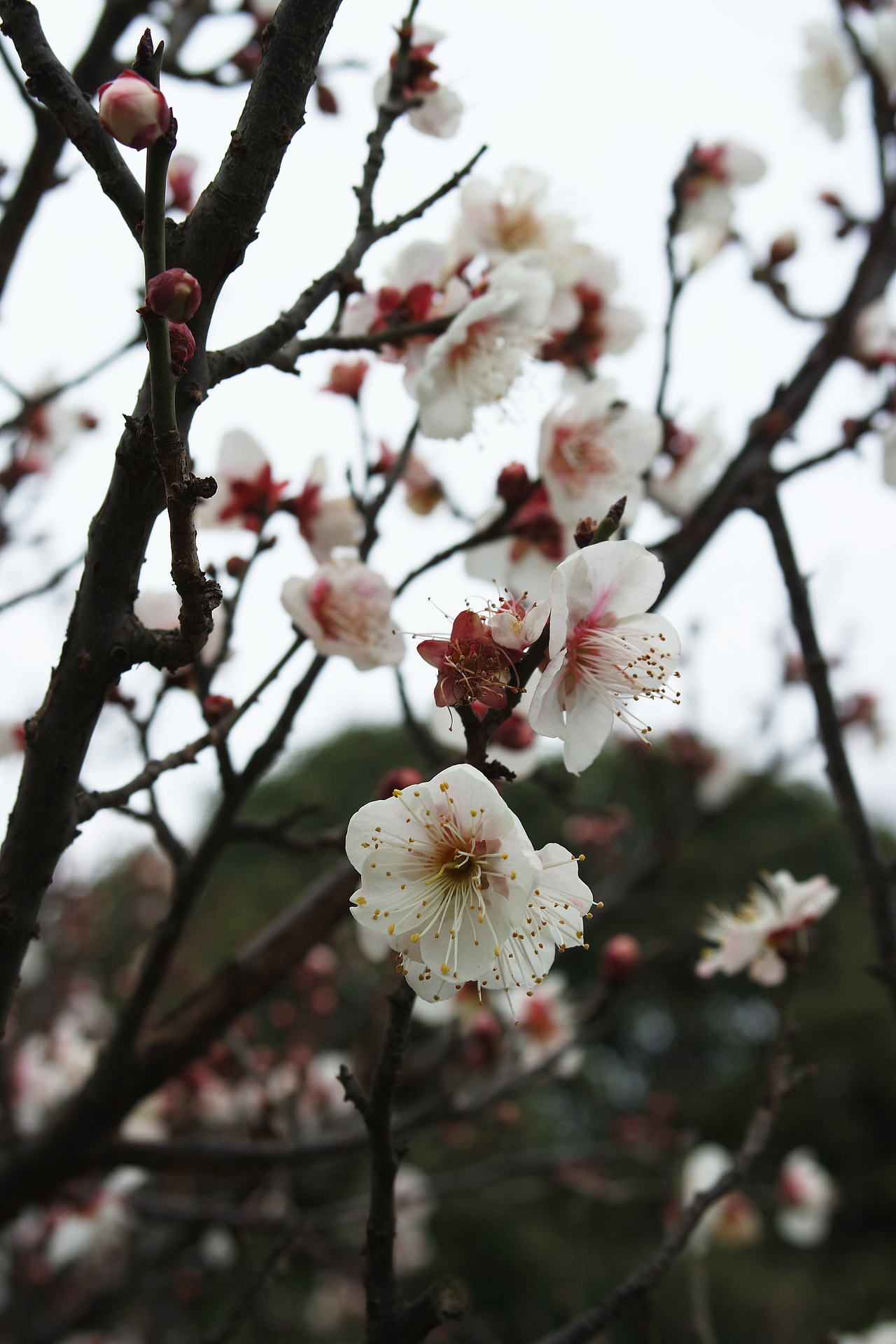 早梅（Early Plum）_wyjoker-站酷ZCOOL