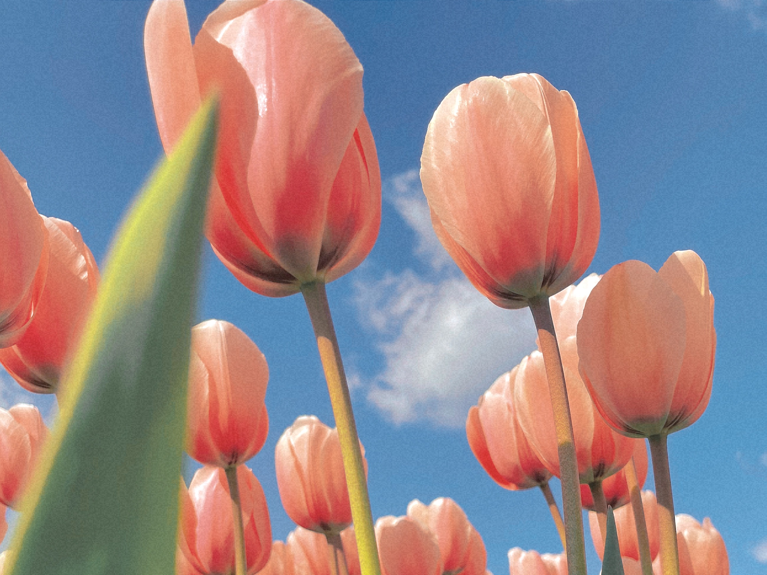 奶酪之梦_Duke不必-站酷ZCOOL