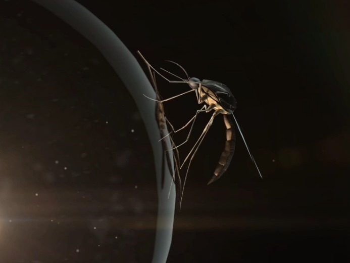 蚊子_WWWWXGGGGGGG-站酷ZCOOL