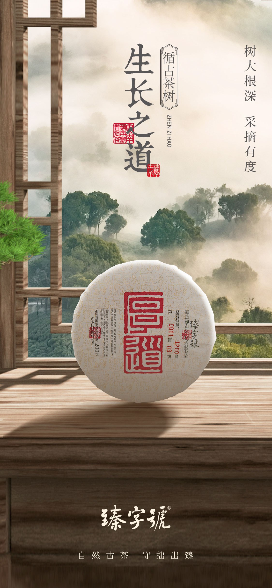 那些做过的普洱茶包装——臻字号·厚道_Me喵喵-站酷ZCOOL