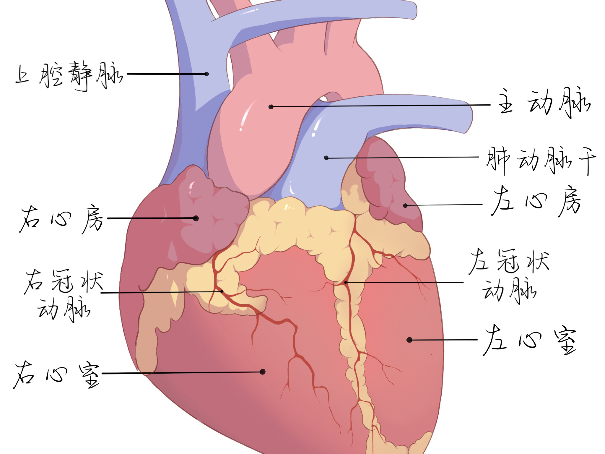 医学插画师日常练习_Maxim余-站酷ZCOOL