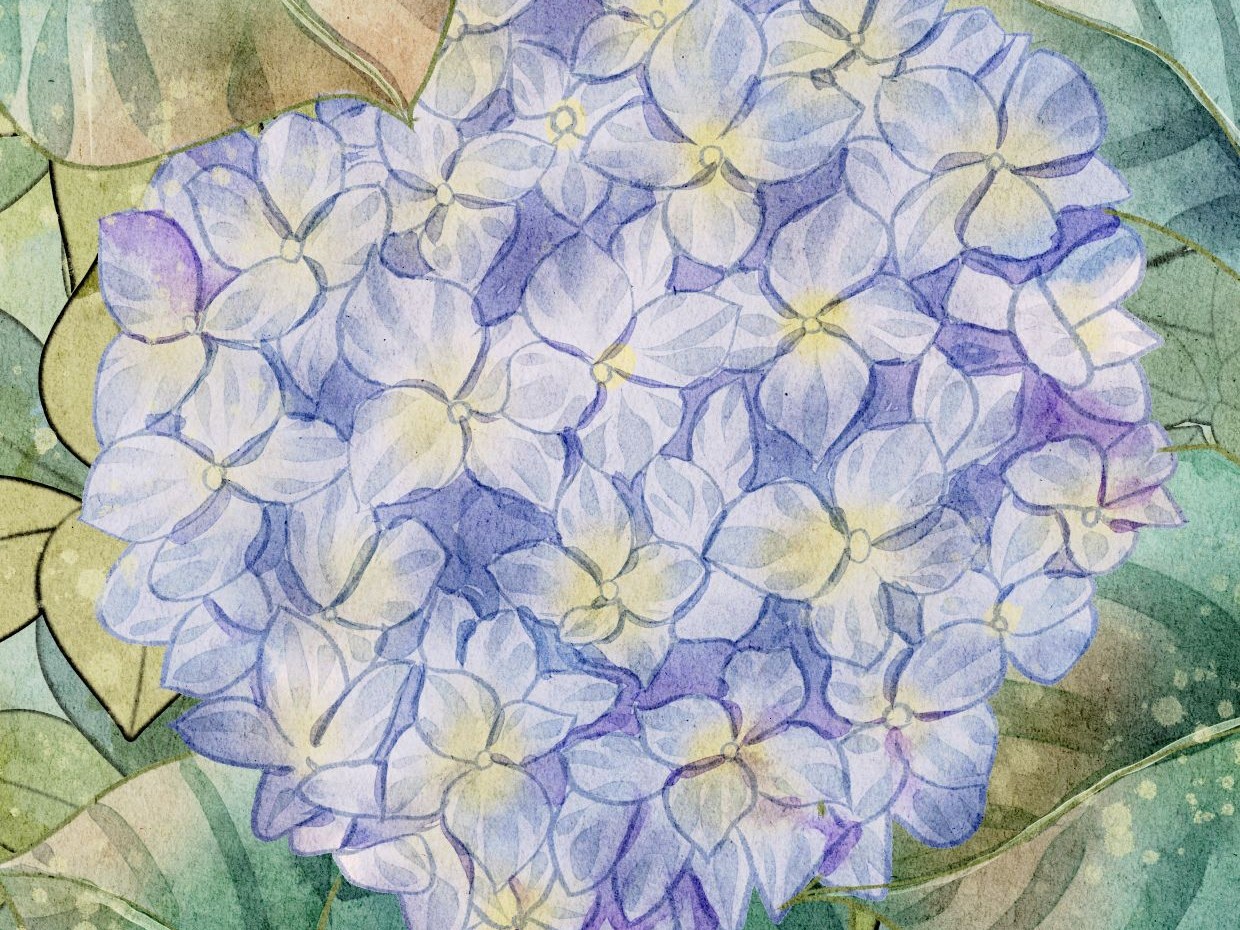 水彩绣球花_禾苇-站酷ZCOOL