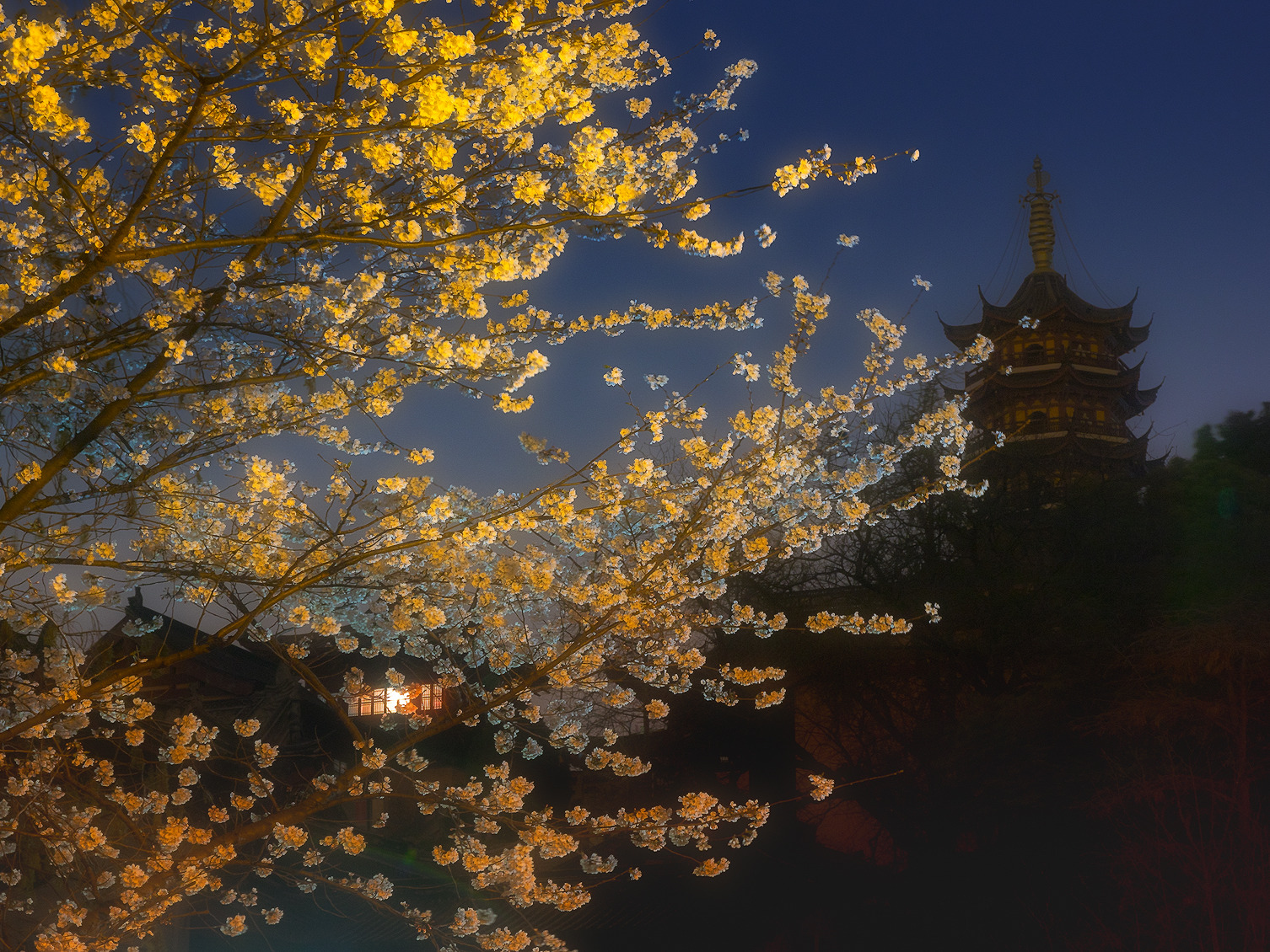 夜樱_力京影像-站酷ZCOOL