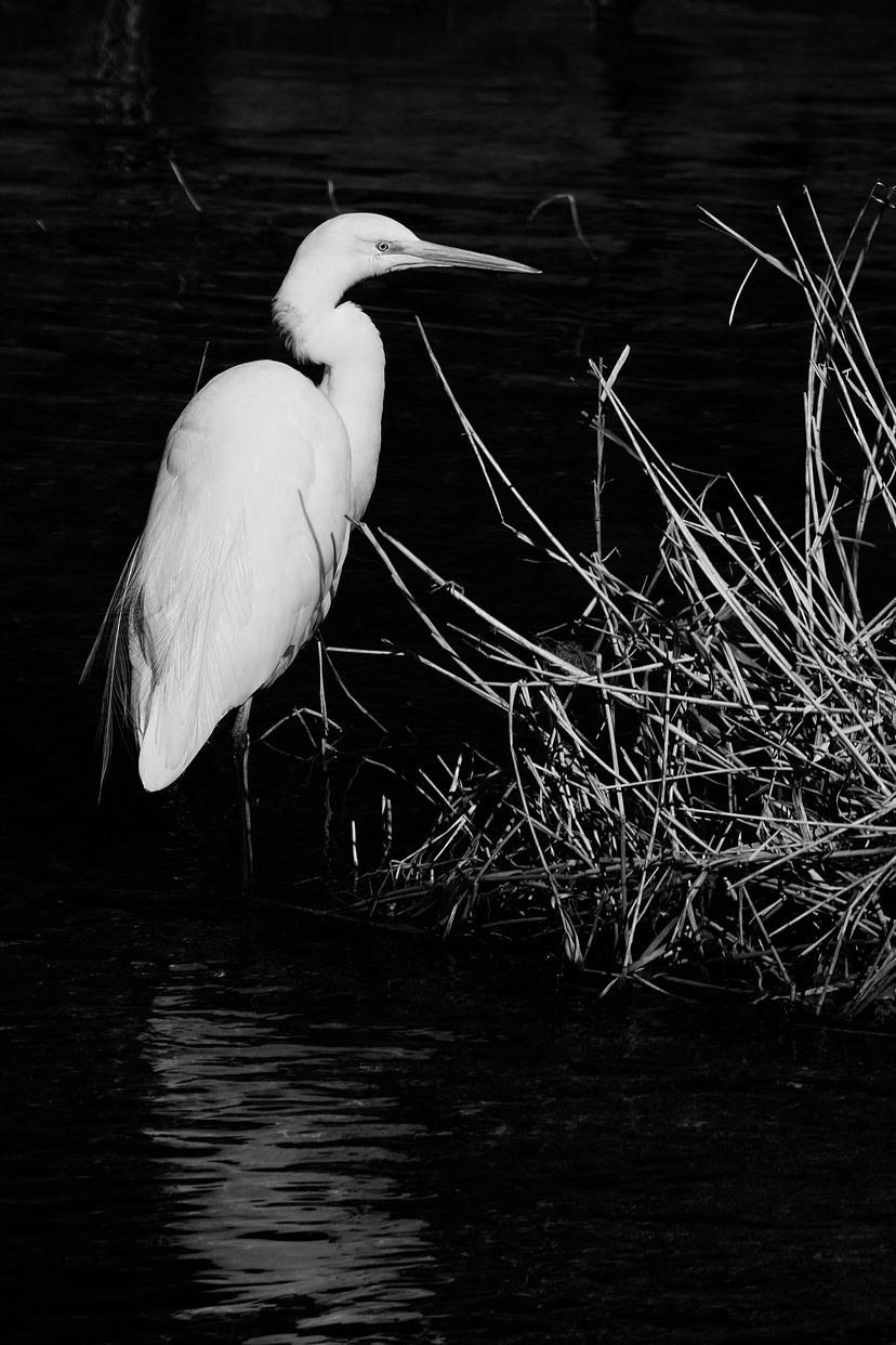 動物攝影｜白鷺_Pei在岐阜-站酷ZCOOL