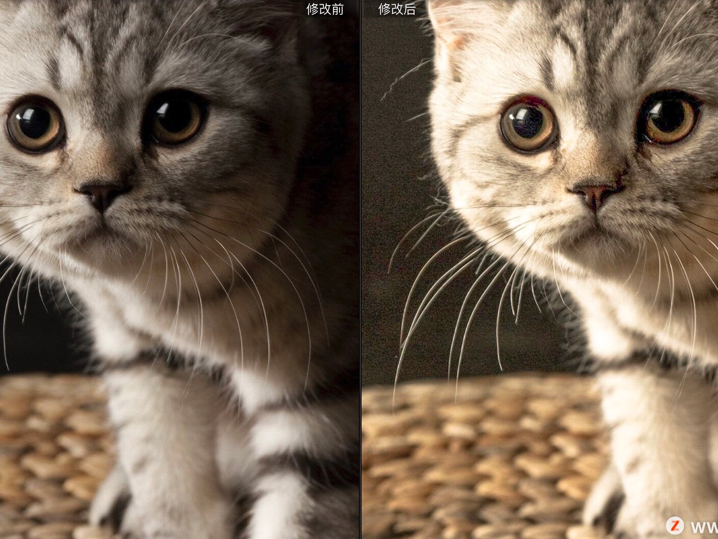 动物宠物摄影后期调色lr预设_mac开心-站酷ZCOOL