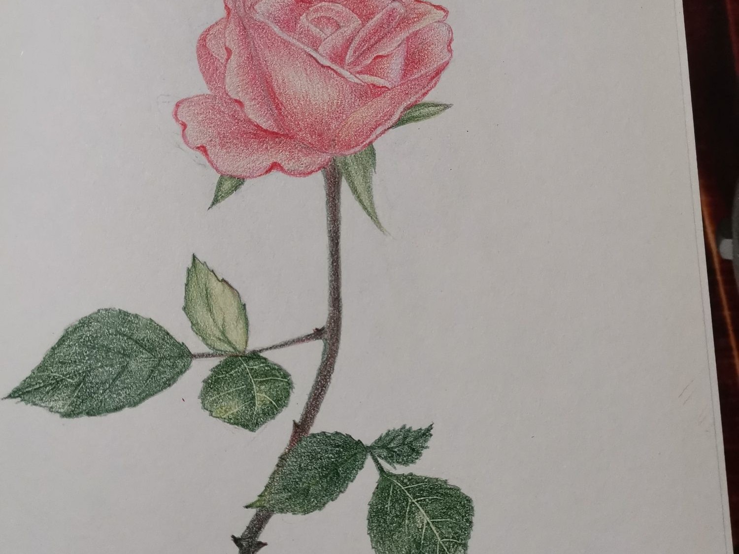 彩铅画临摹一玫瑰花_空白321-站酷ZCOOL