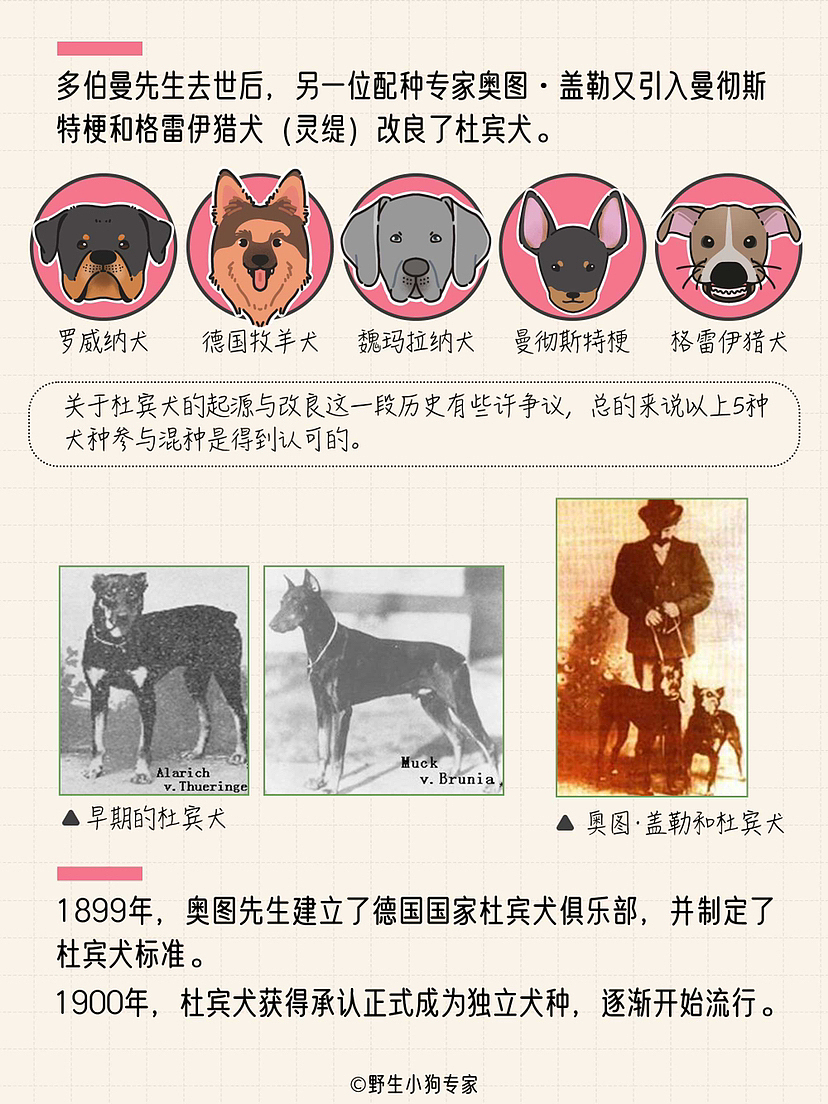 杜宾犬小百科 又酷又萌的恶魔犬_北北北辰beichen-站酷ZCOOL