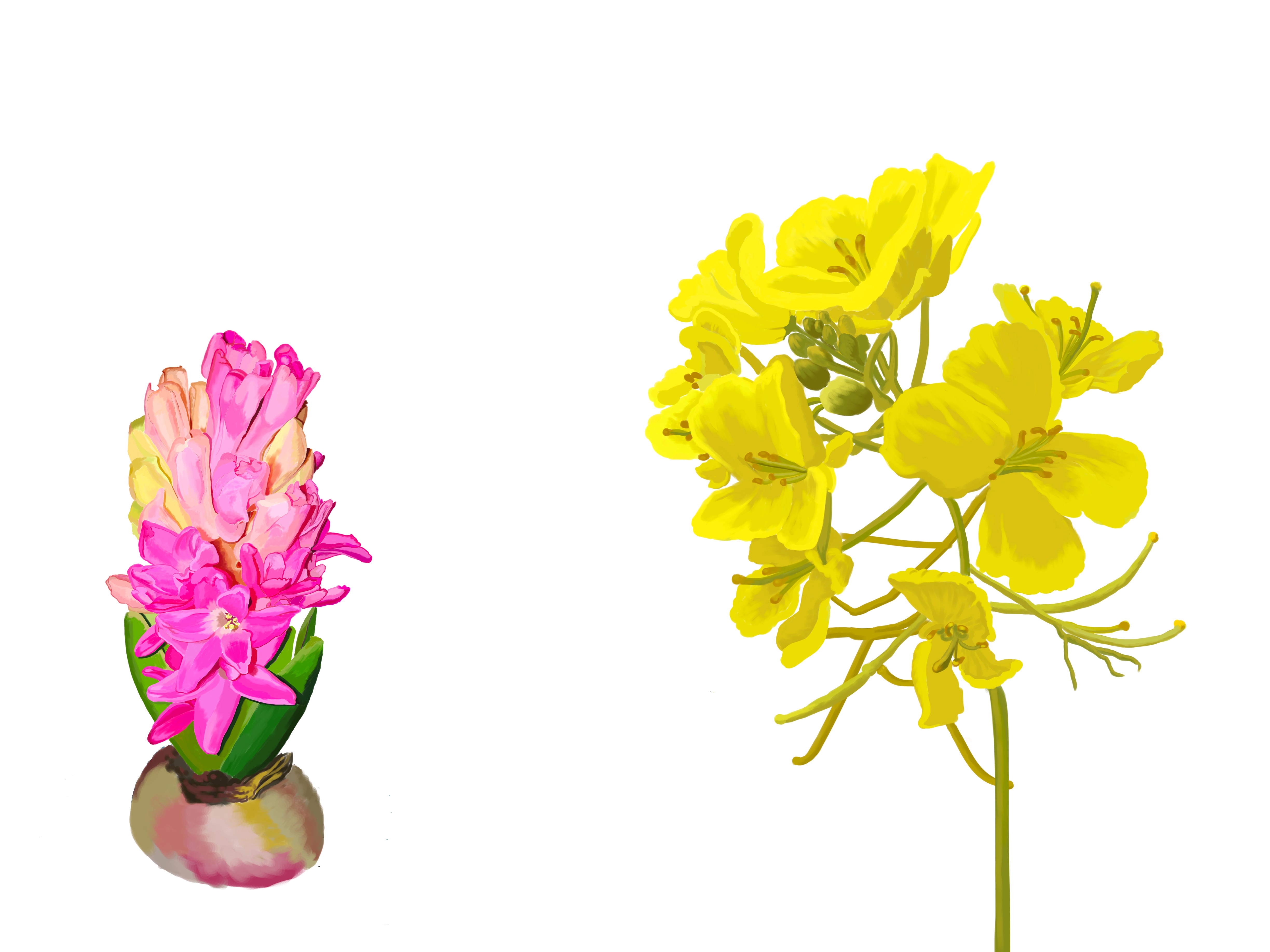 风信子和油菜花_格格dzk-站酷ZCOOL