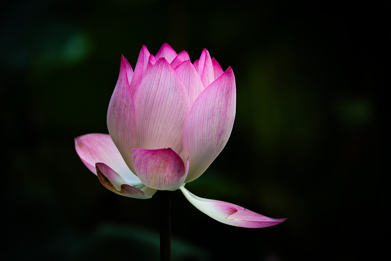 荷花_HJK去缺氧的拉萨-站酷ZCOOL