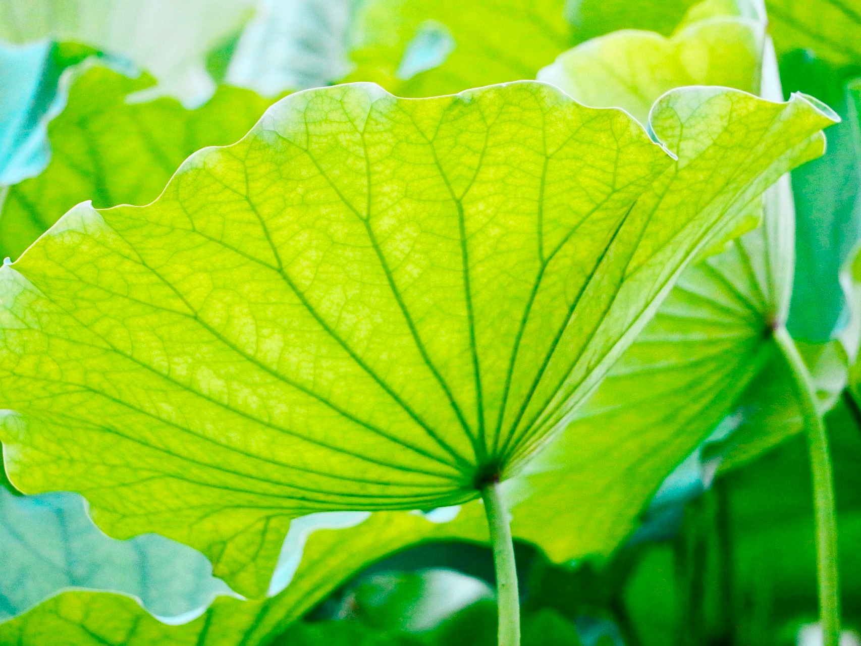 荷塘鸟儿乐_YJEjohn-站酷ZCOOL