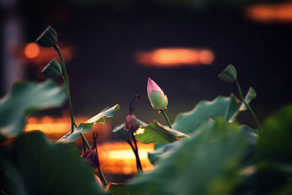 秋日·莲_amhx-站酷ZCOOL