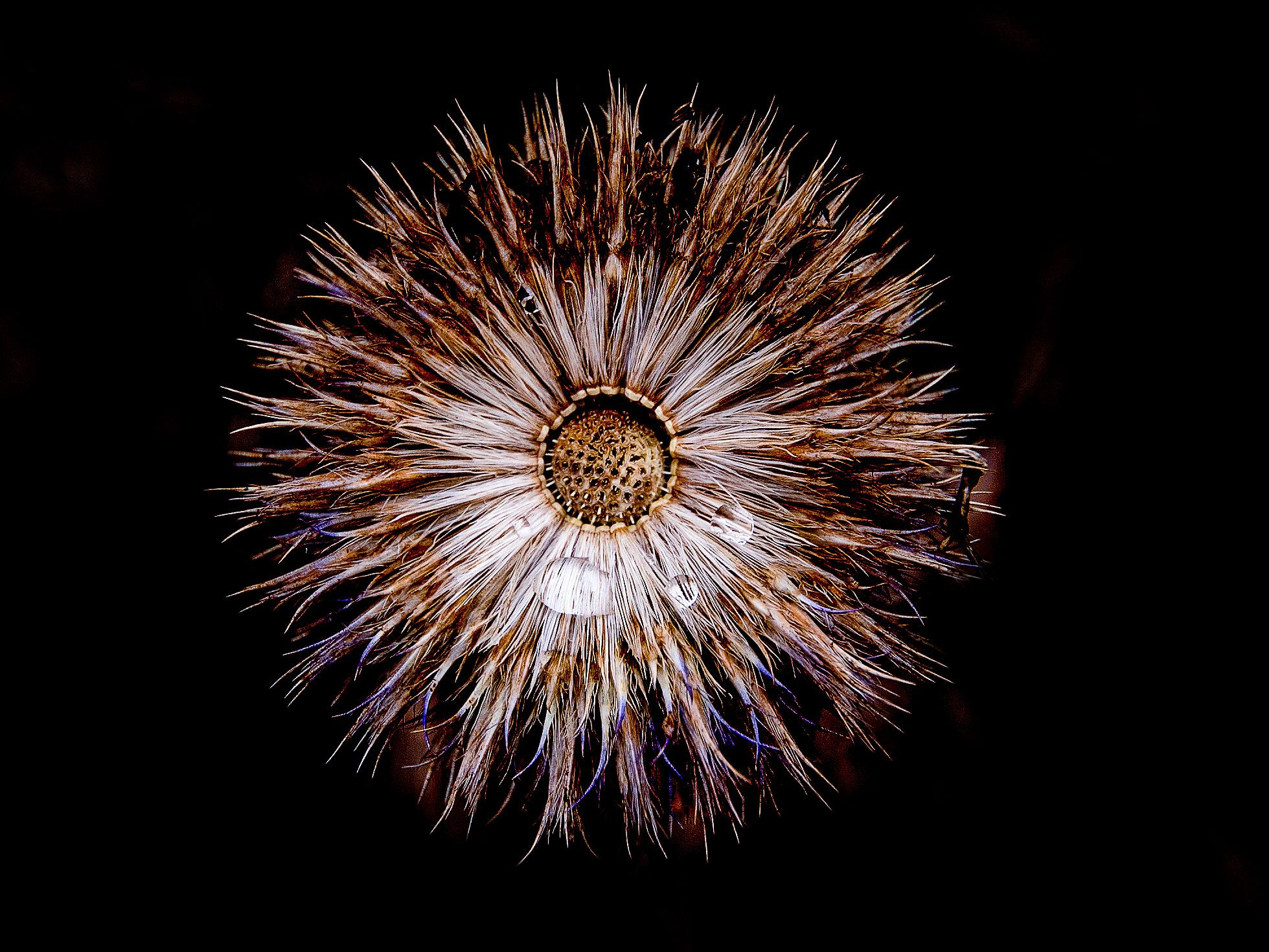 花心&渣虫_zhao_c_l-站酷ZCOOL