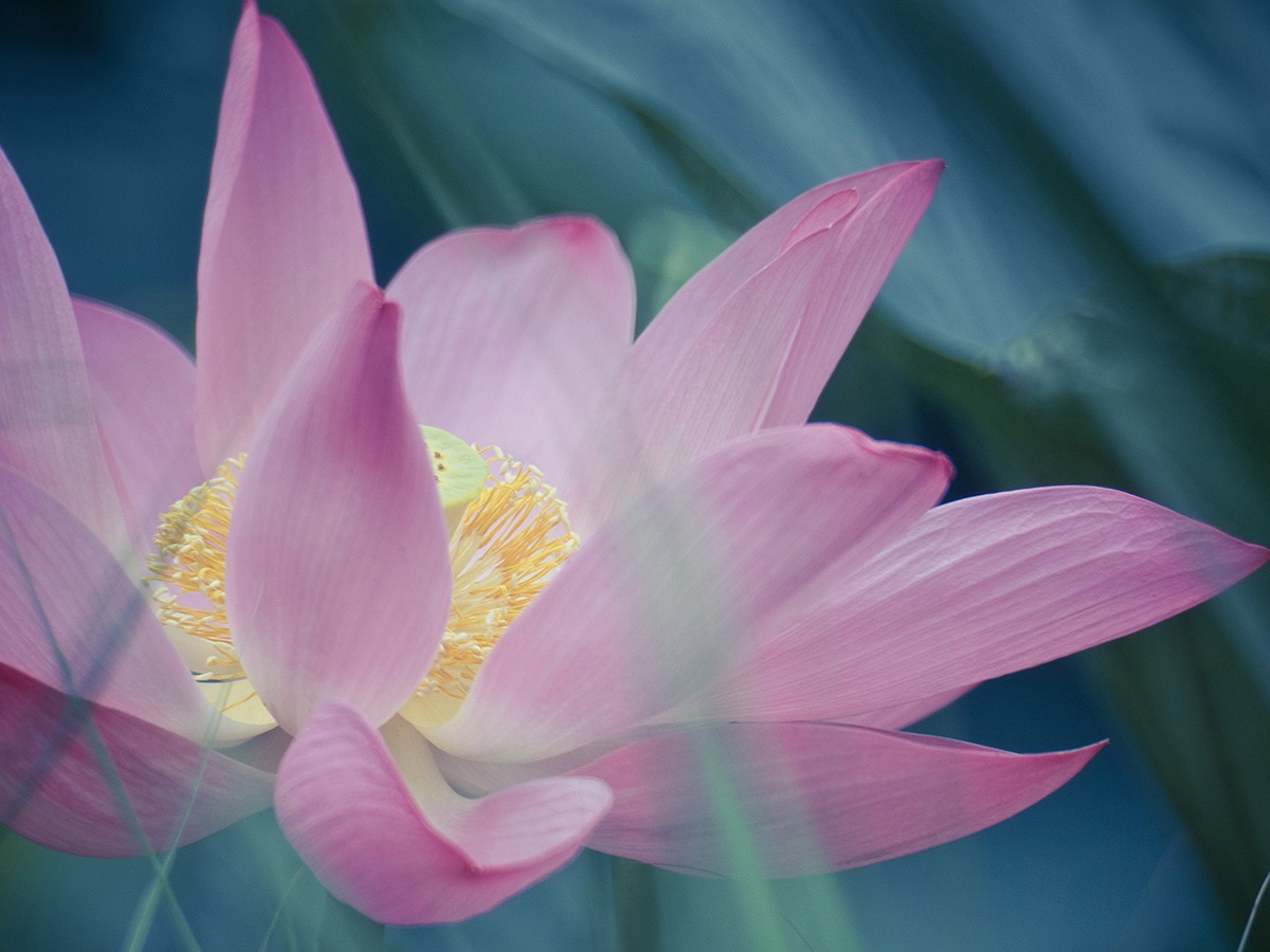 城南莲花依旧开_pear1103-站酷ZCOOL