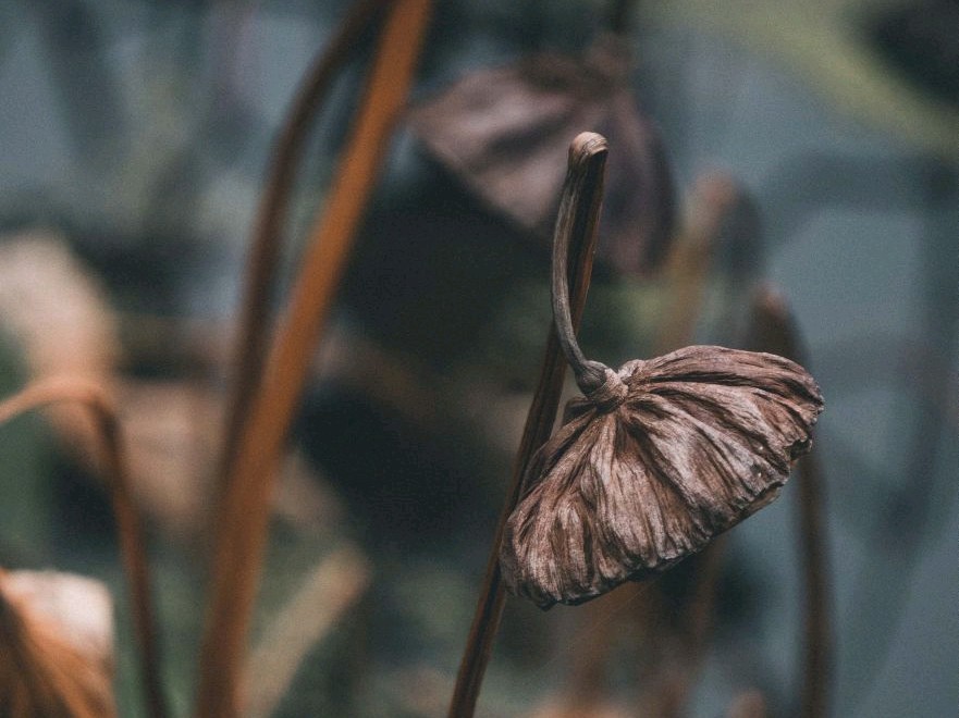 残荷_ni荷西-站酷ZCOOL