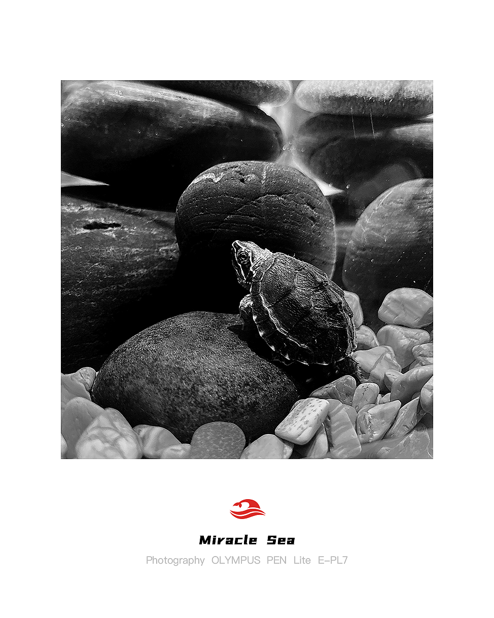 Miracle Sea 】刚刚睡醒的小不点 #黑白照片_奇迹之海摄影-站酷ZCOOL