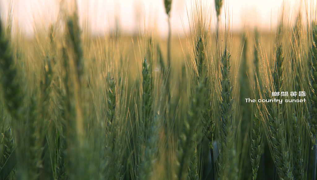 乡间黄昏－－落日剪影_yuangaa-站酷ZCOOL
