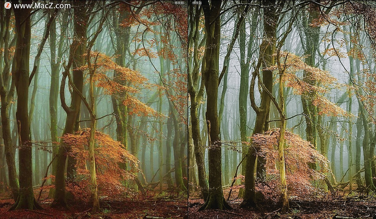 森林摄影光阴调整滤镜Lr预设_mac开心-站酷ZCOOL