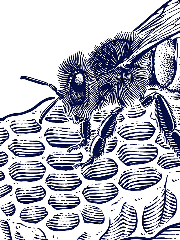 原创插画｜蜜蜂与蜂蜜_阿婧Jing插画-站酷ZCOOL