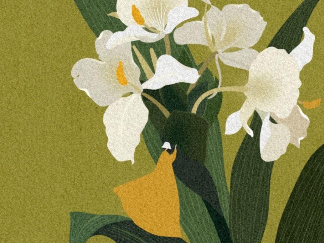 姜花开了_w非鱼w-站酷ZCOOL