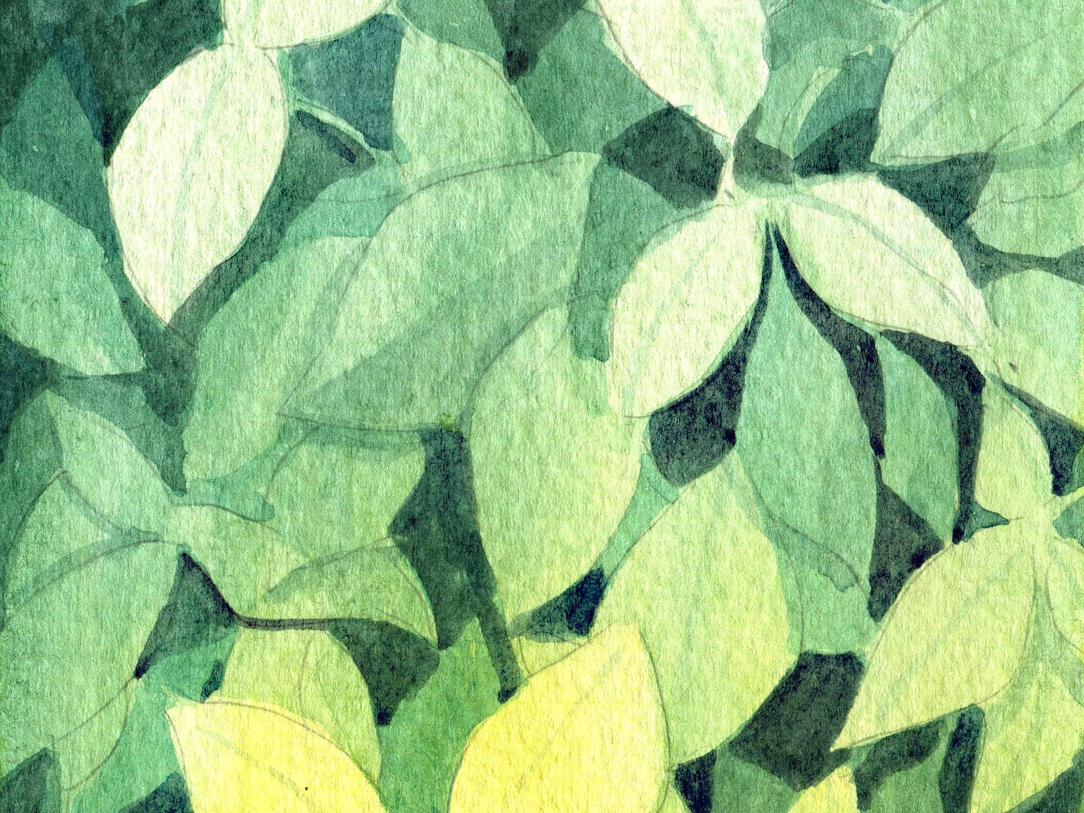 手绘植物_夏月sarah-站酷ZCOOL