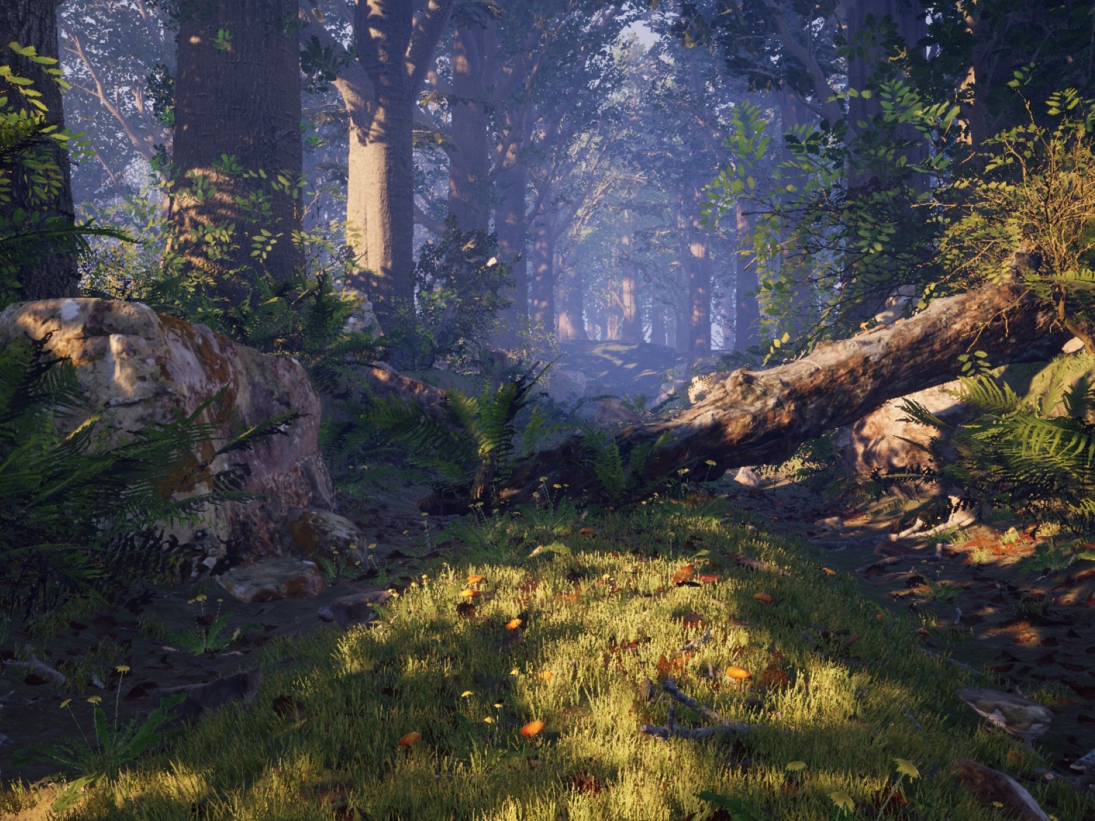 Forest_米米汤汤-站酷ZCOOL