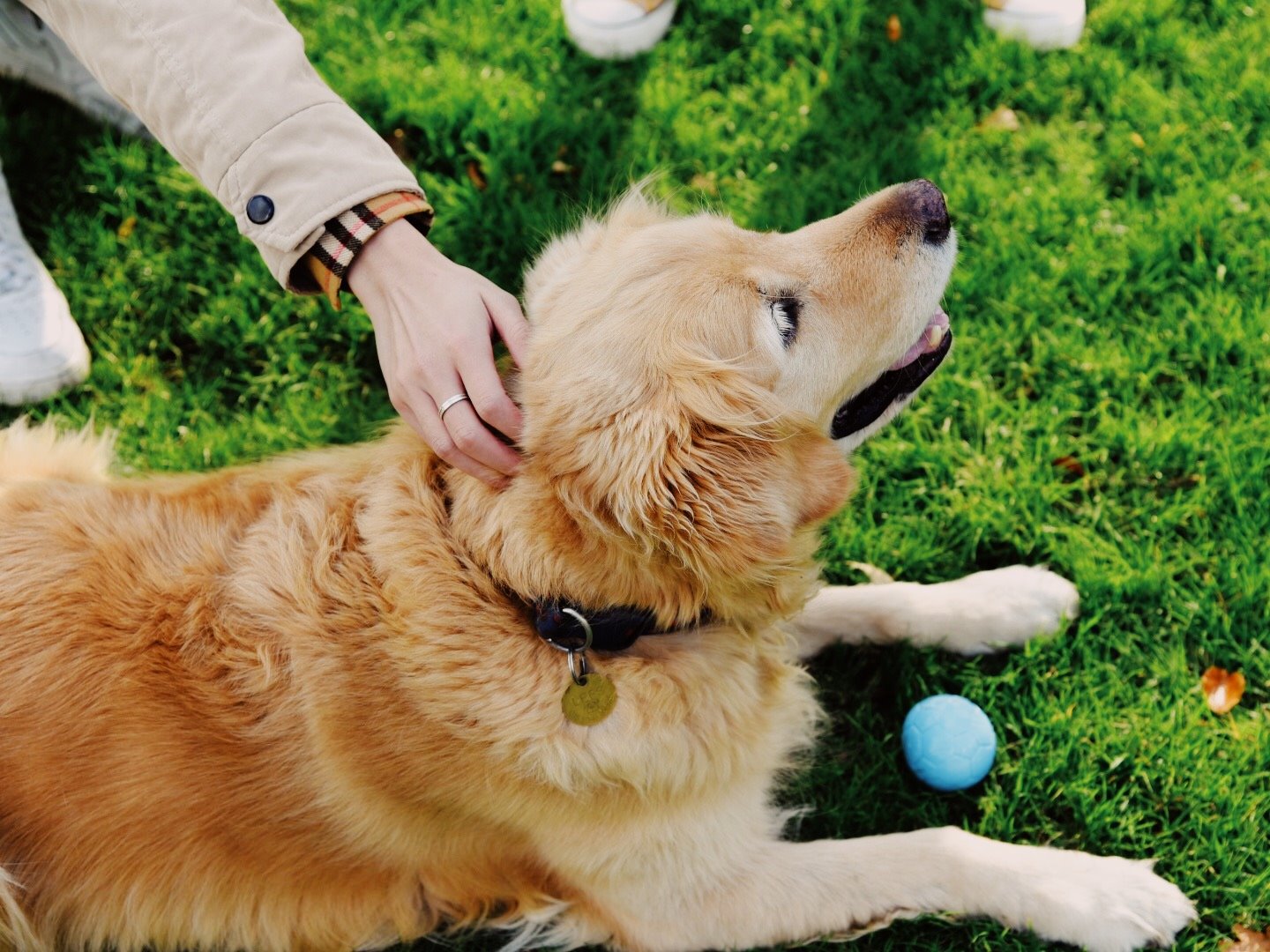 A dog called Rocket_Emmooxx-站酷ZCOOL