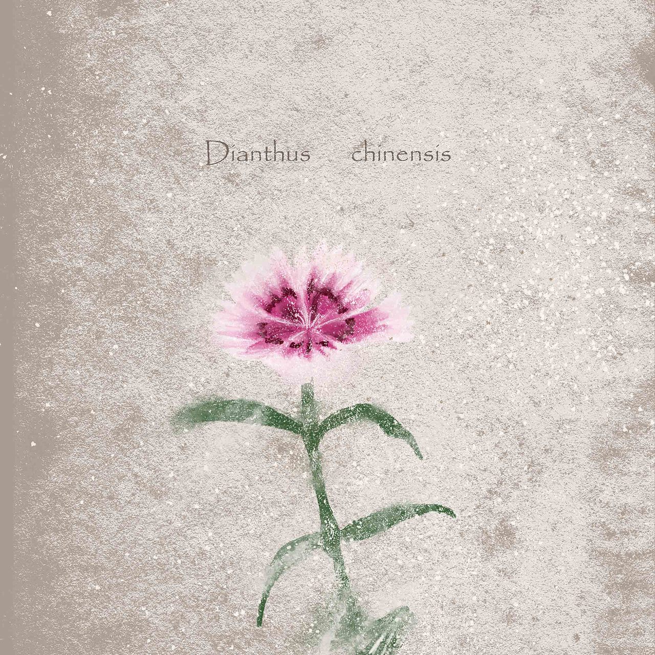 一日一花_kaki柿子酱-站酷ZCOOL