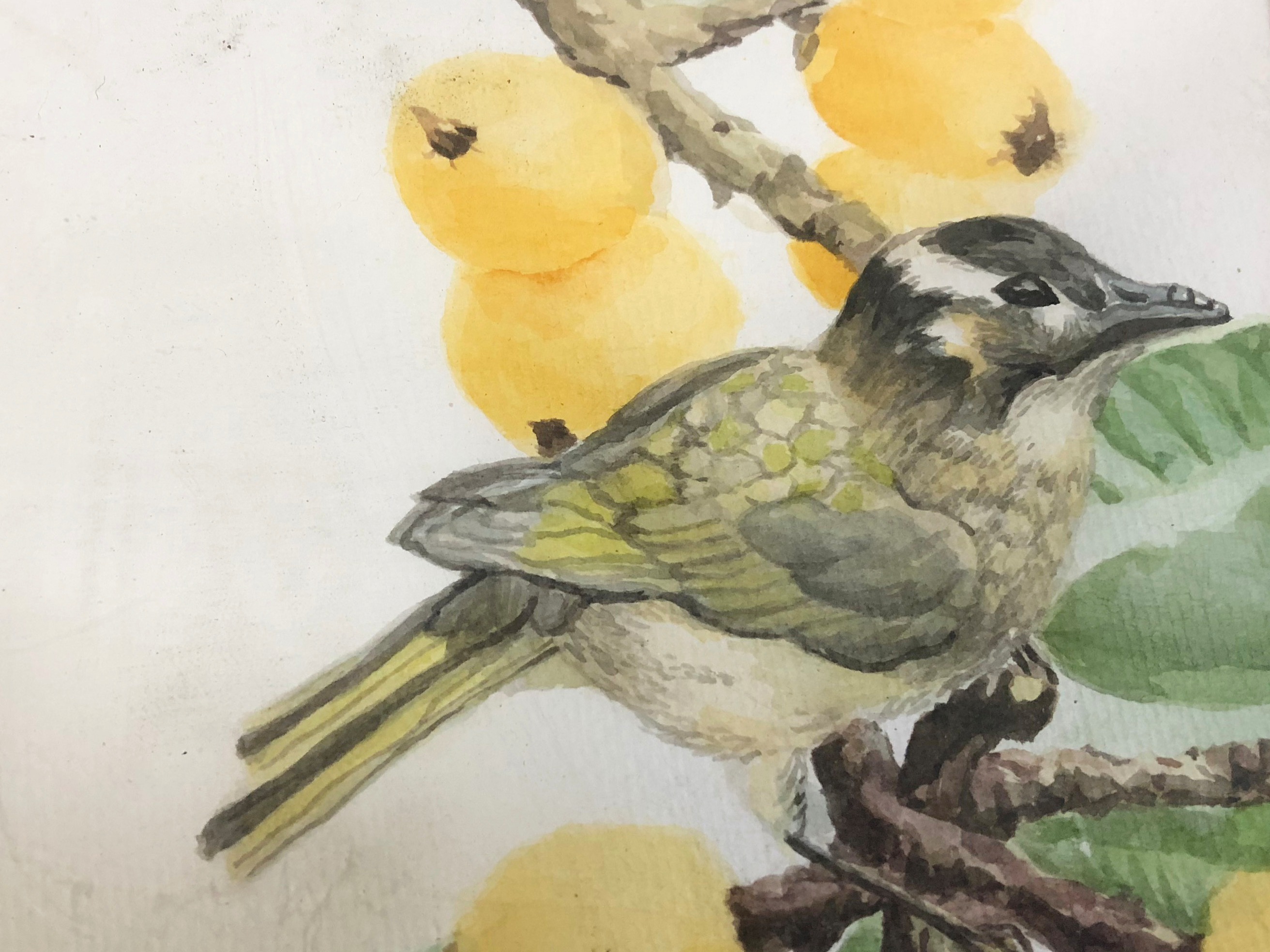 365天水彩-植物2_yeal画画-站酷ZCOOL