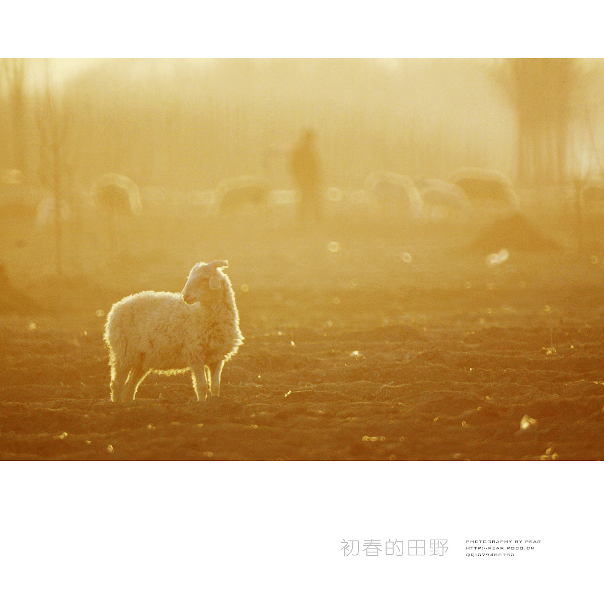 初春的田野_pear1103-站酷ZCOOL