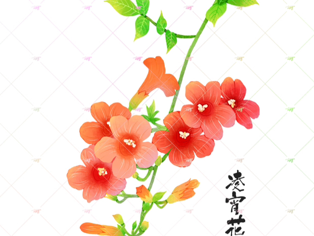 凌宵花_文三岁的画-站酷ZCOOL