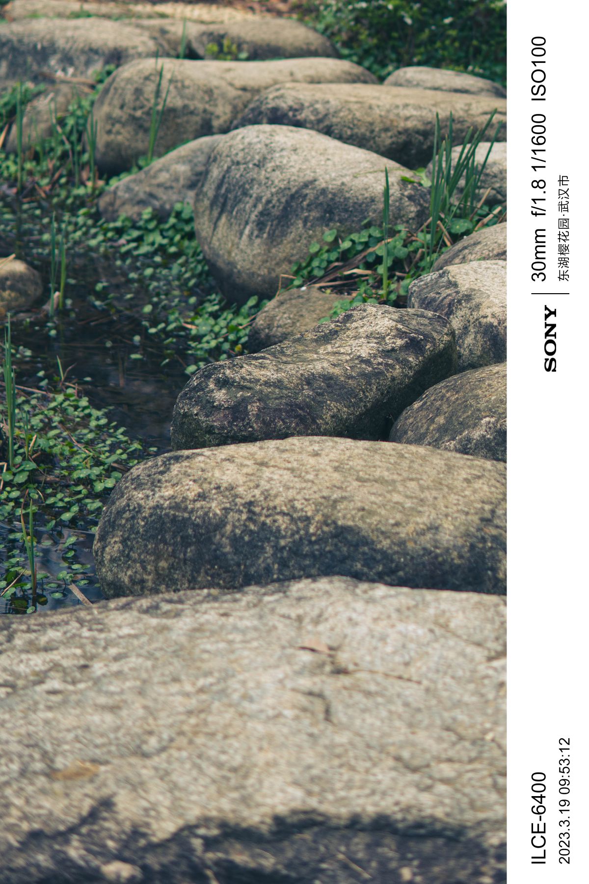 索尼A6400丨东湖樱花园_赛因sin丶-站酷ZCOOL