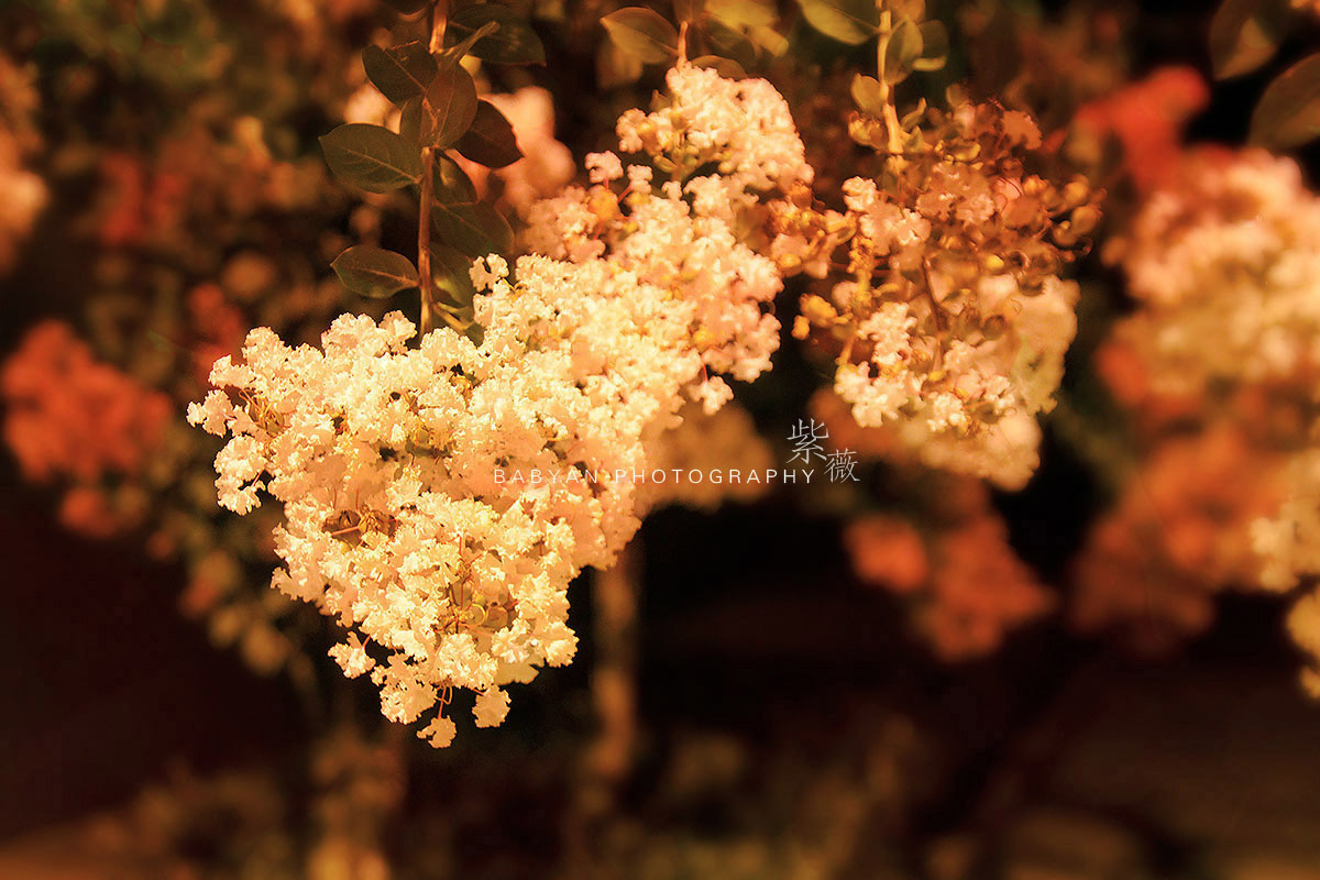 夜&紫薇_BabyAnni.嫕嬿-站酷ZCOOL