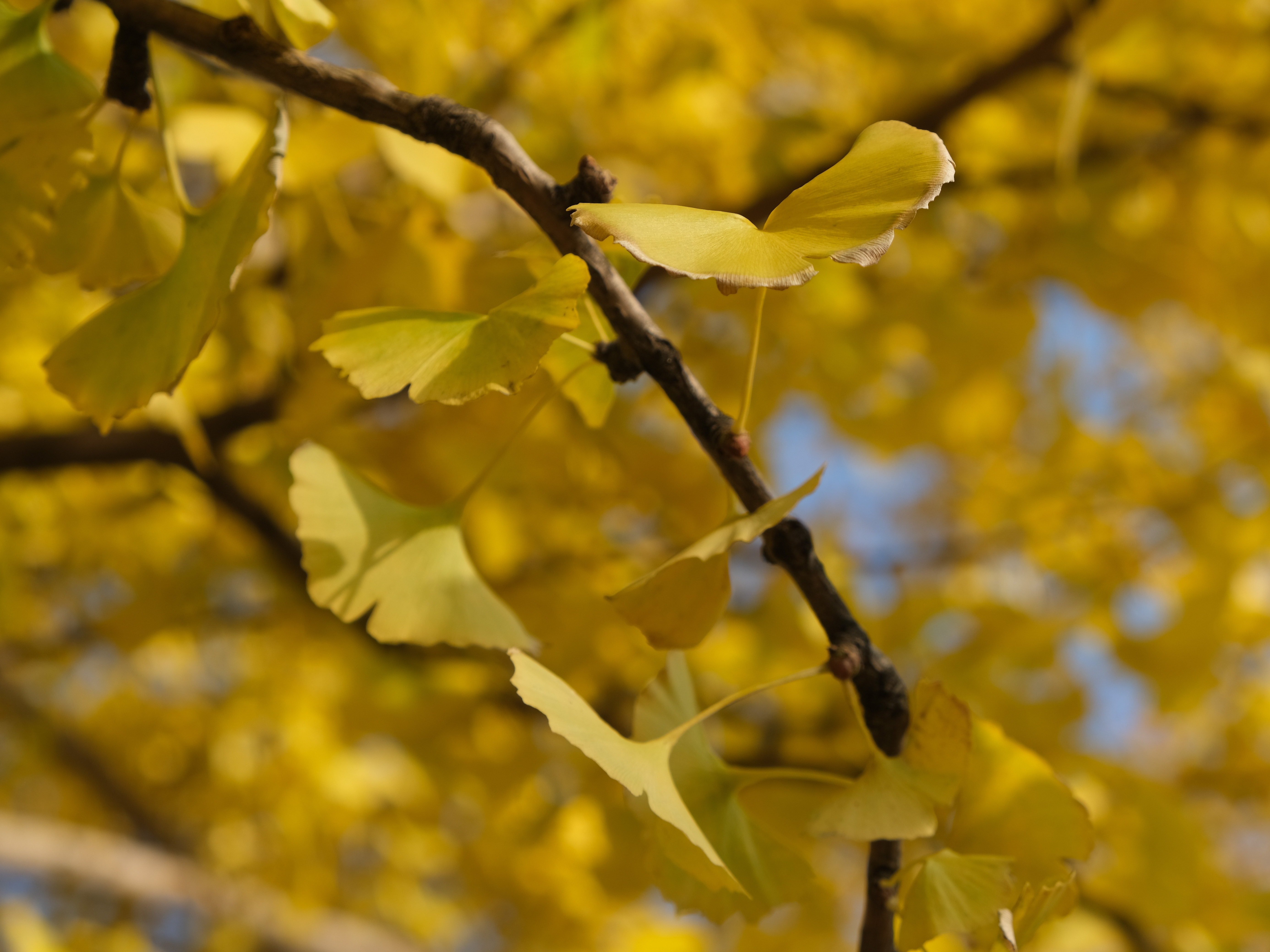 银杏_777777克-站酷ZCOOL