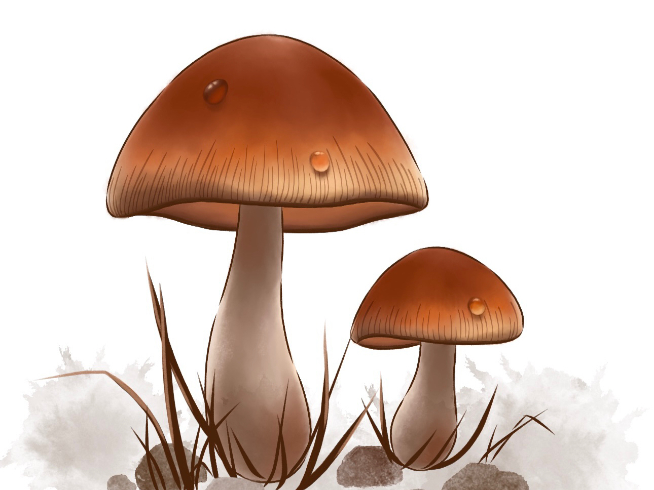 插画习作～两只小蘑菇_CC_Bella-站酷ZCOOL