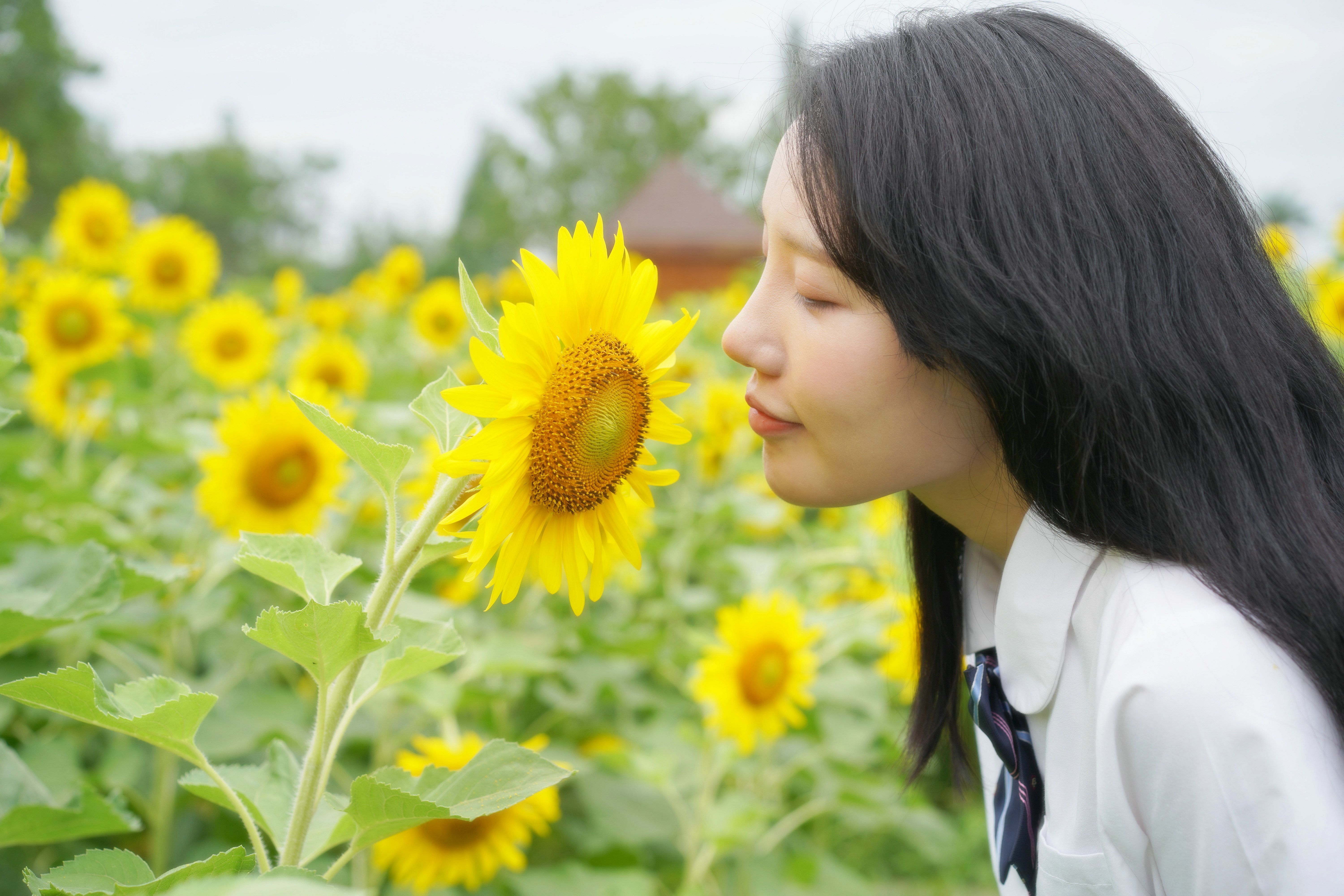 向日葵人像_Z996828109-站酷ZCOOL