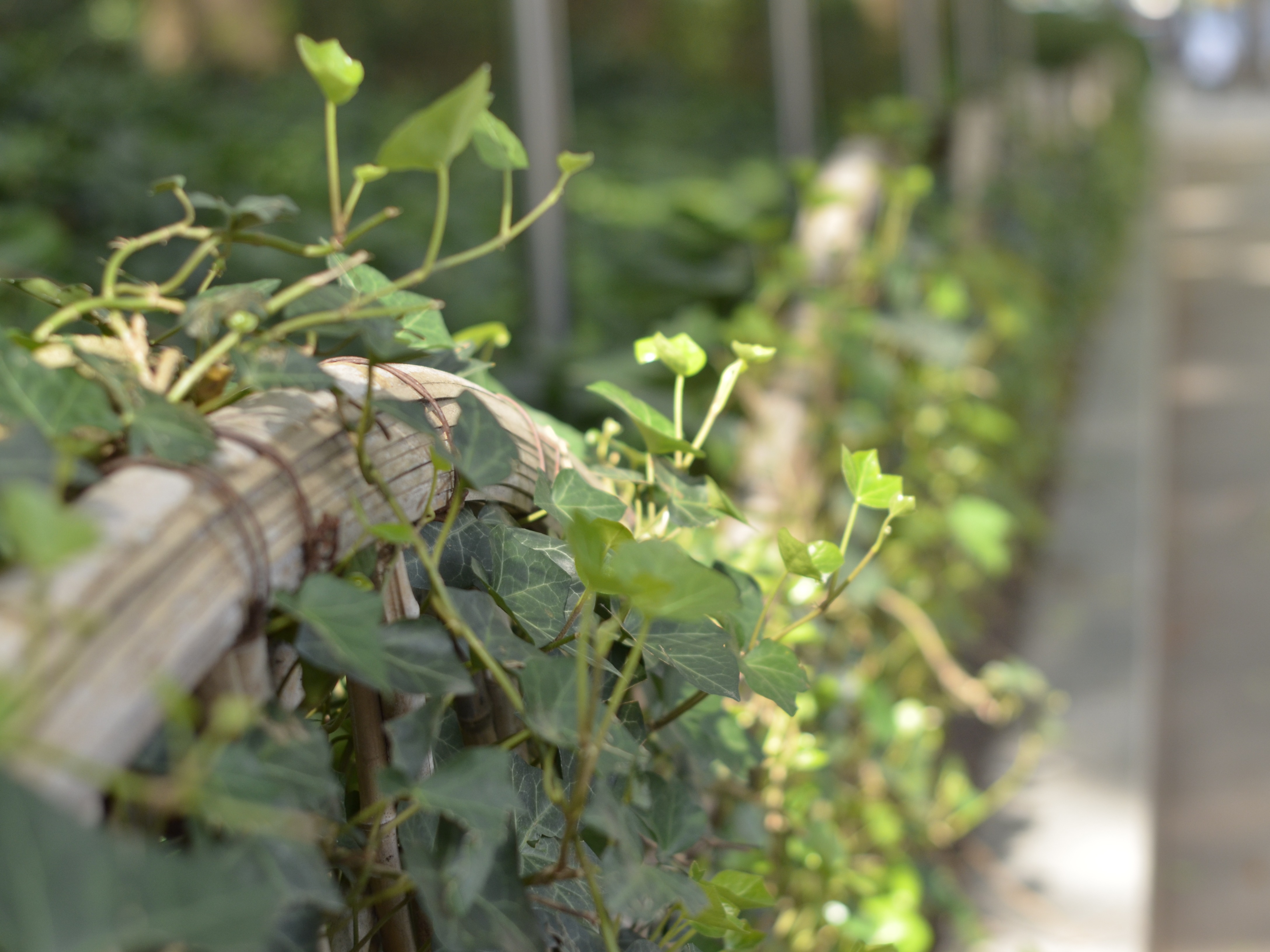 篱笆上的绿色_nianfei-站酷ZCOOL