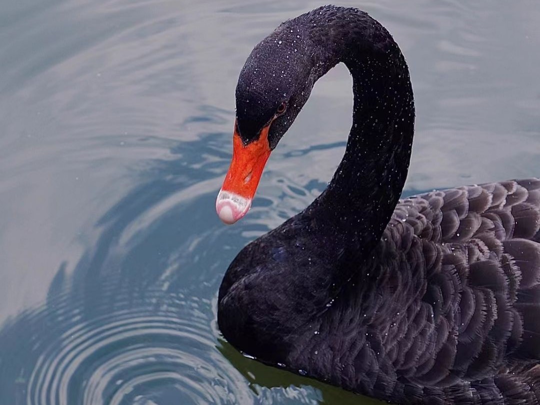 黑天鹅湖中特写_ccyl与胶片机-站酷ZCOOL