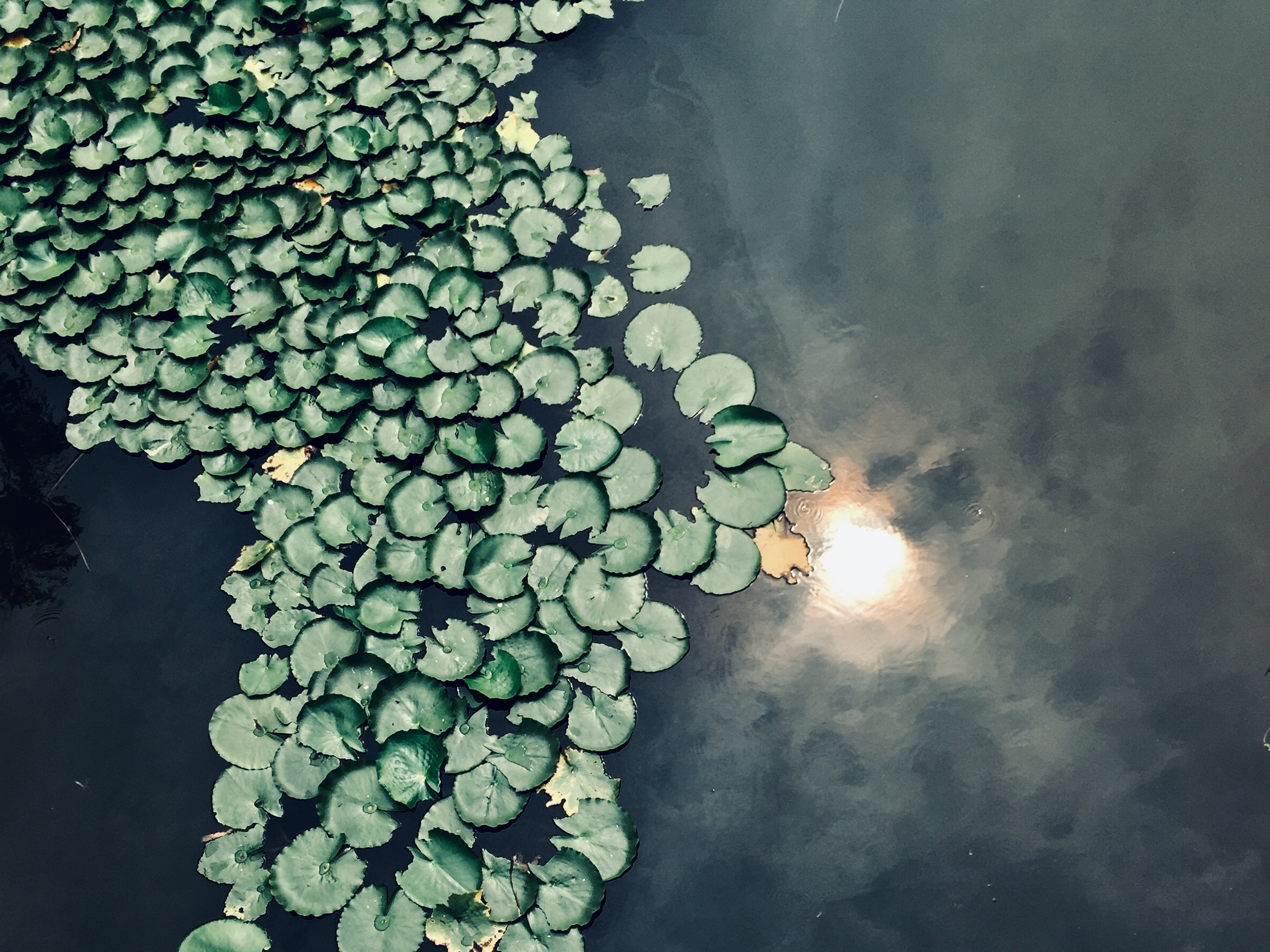 莲叶何田田_菜菜泥233-站酷ZCOOL