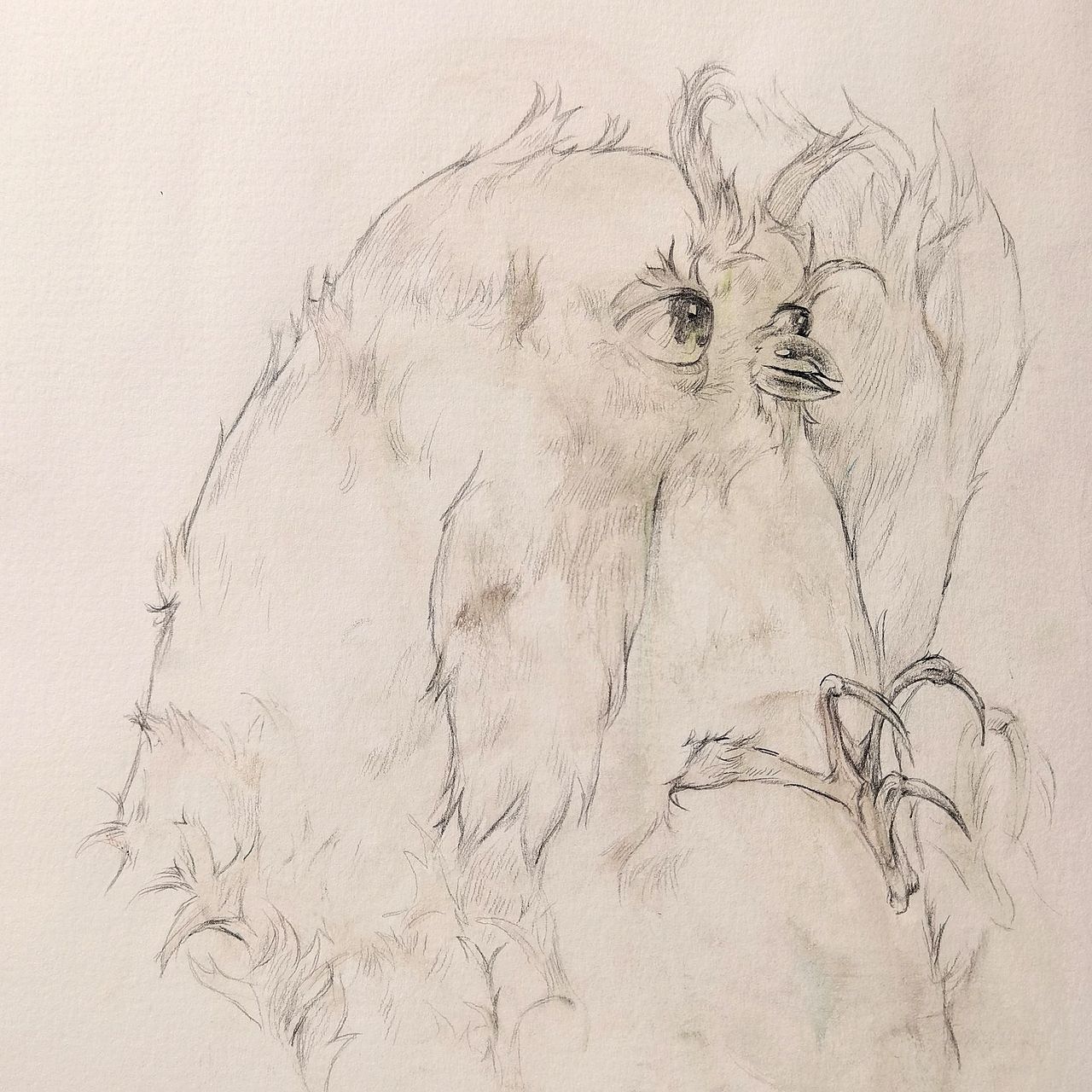 鸟_PMYZOOO-站酷ZCOOL