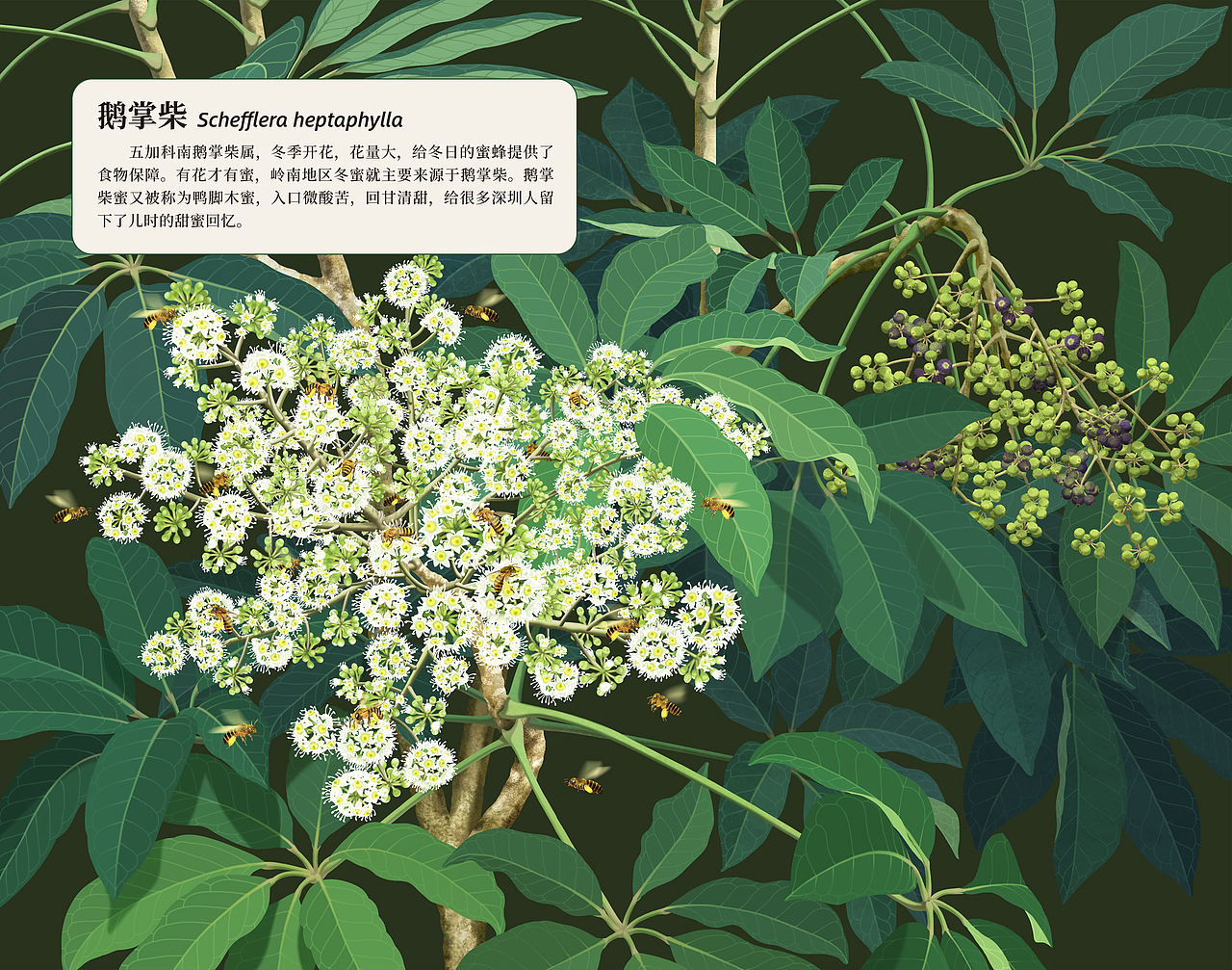 深圳笔架山公园自然教育径--解说牌_进退设计-站酷ZCOOL