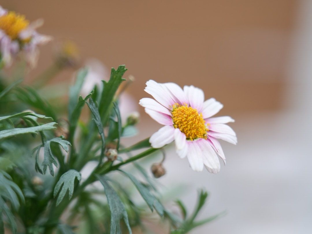 花_好人有个梦想-站酷ZCOOL