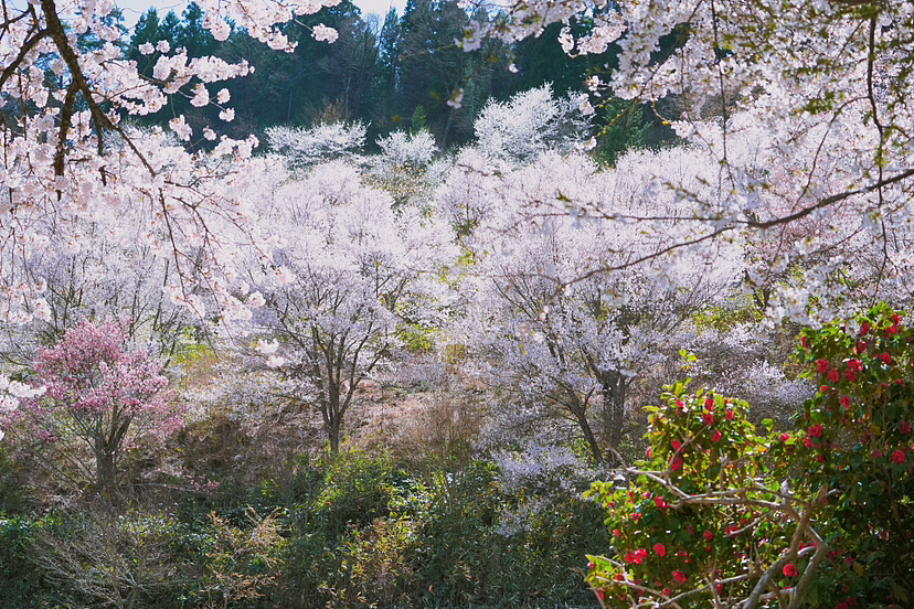 樱花分享｜满山遍野绽放_Pei在岐阜-站酷ZCOOL