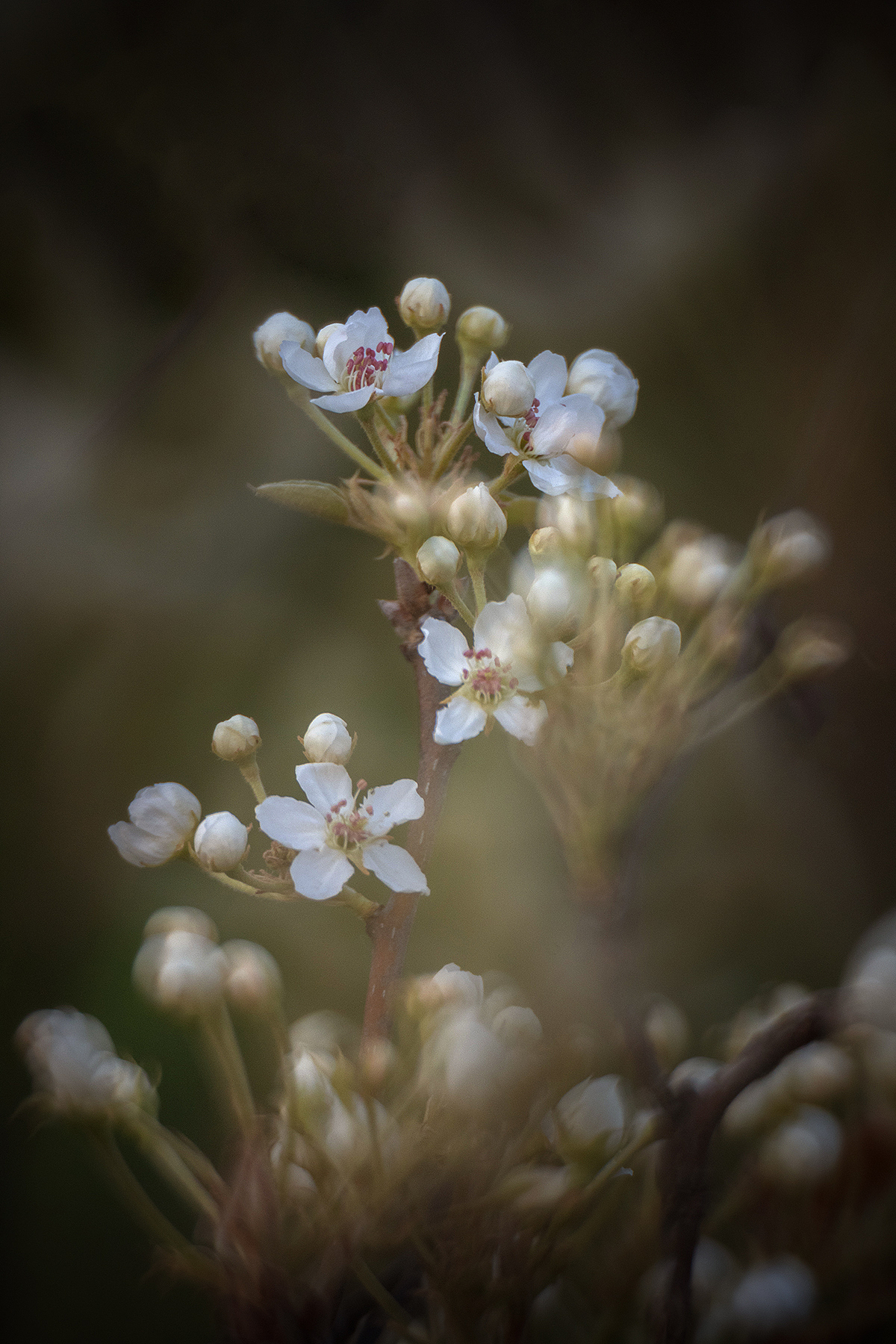 初醒·梨花_pear1103-站酷ZCOOL