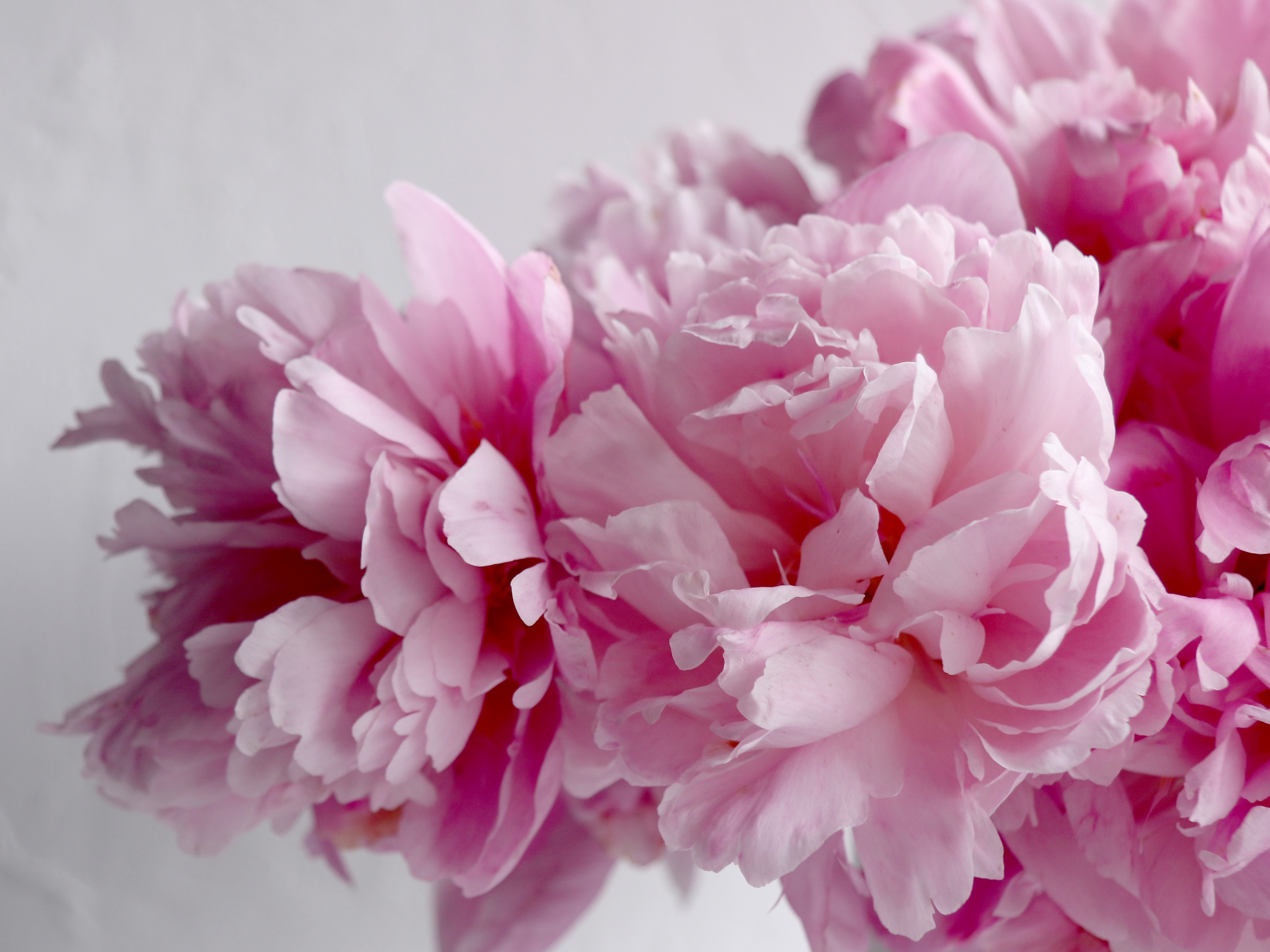 重瓣芍药_HUAJUAN1818-站酷ZCOOL