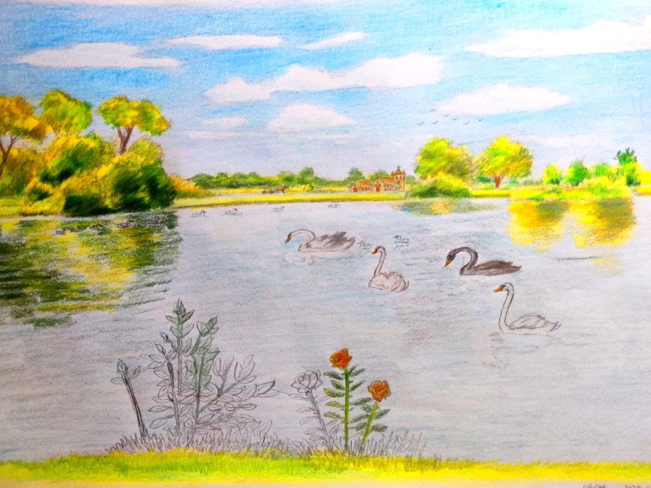 A3手绘｜玫瑰·天鹅·湖_汤俊文MRTJW-站酷ZCOOL