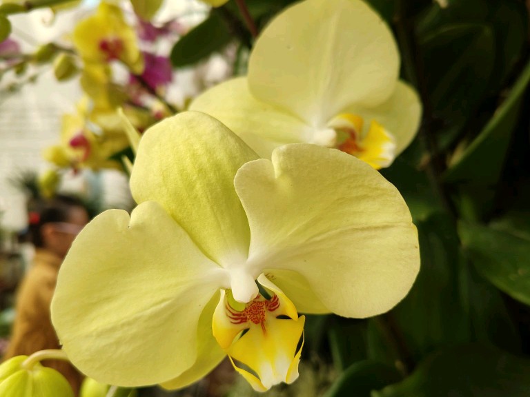 罗刹_XUAN镜子兔-站酷ZCOOL