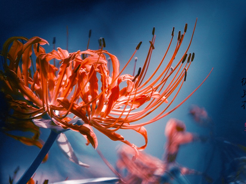 彼岸花_pear1103-站酷ZCOOL