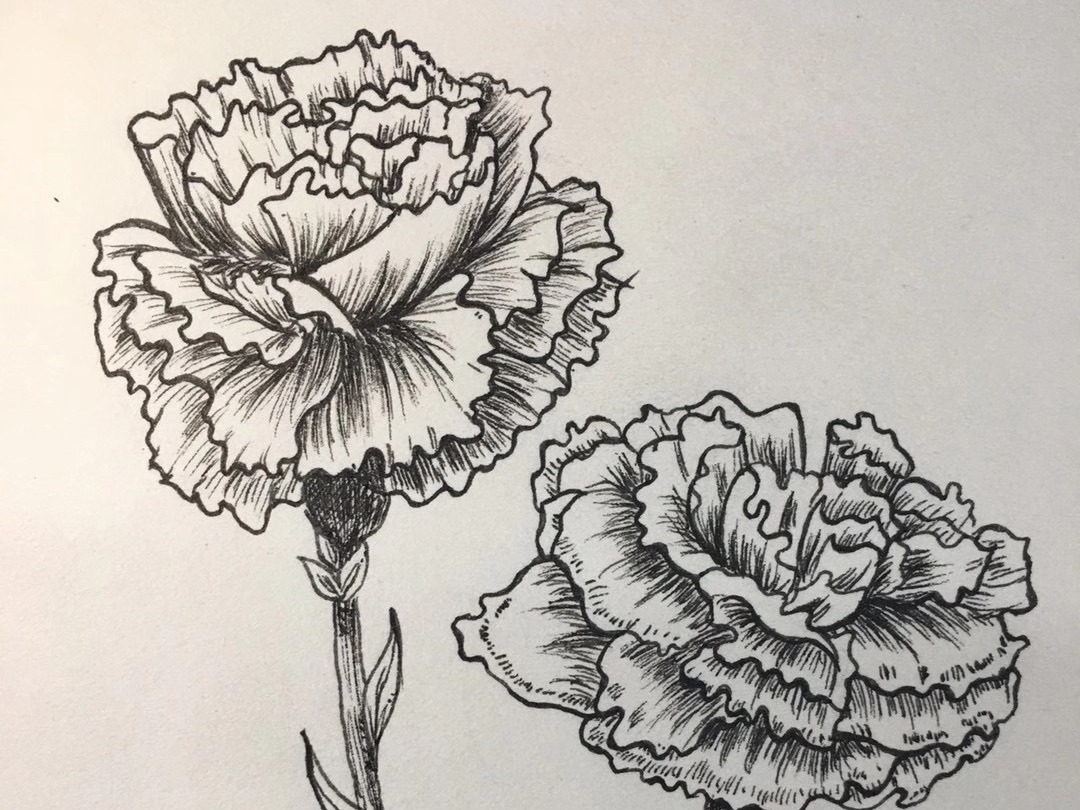 针管笔系列临摹-花-20210115_apus_2005-站酷ZCOOL