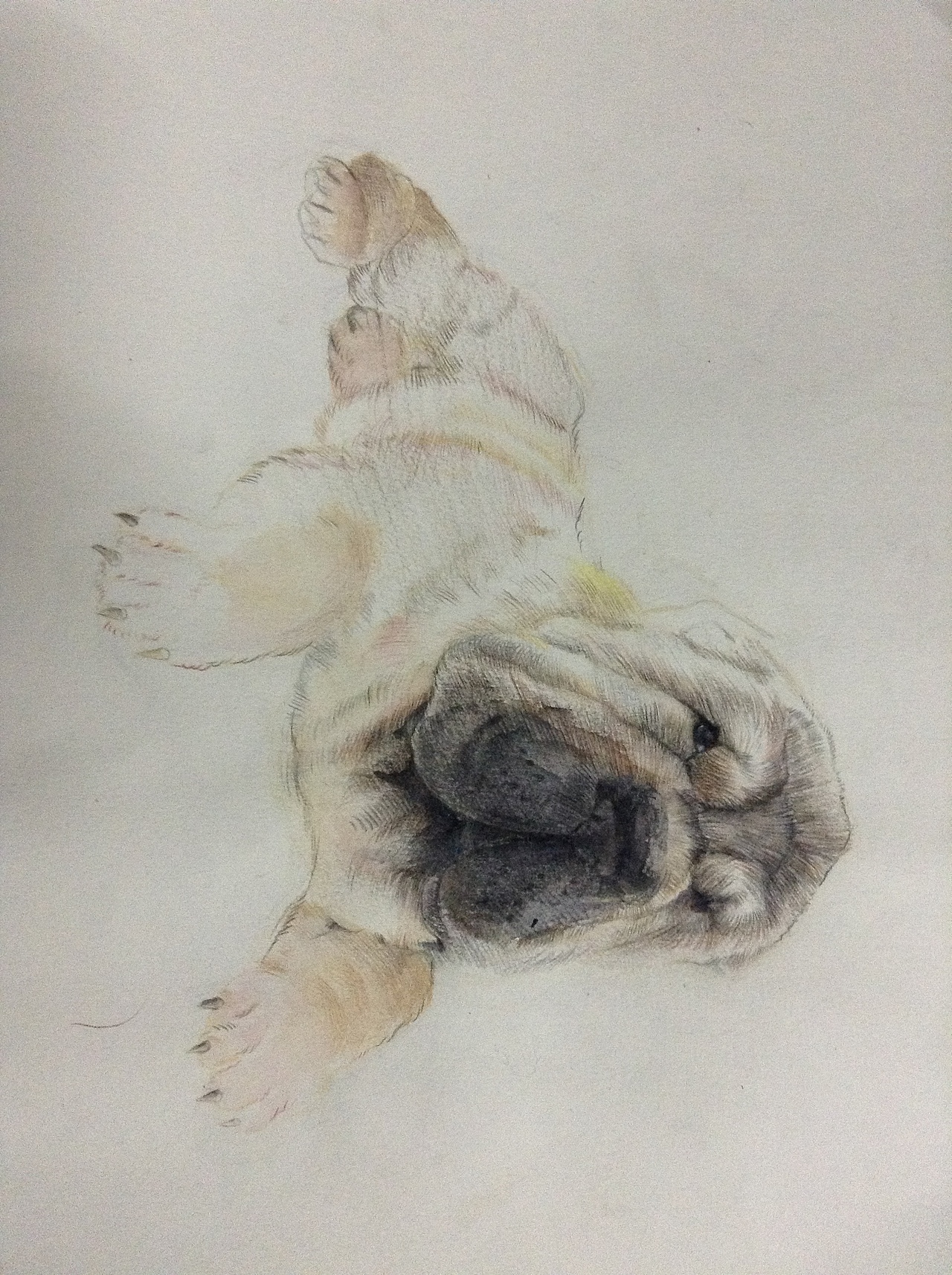 彩铅动物系列_AKai_Xu-站酷ZCOOL